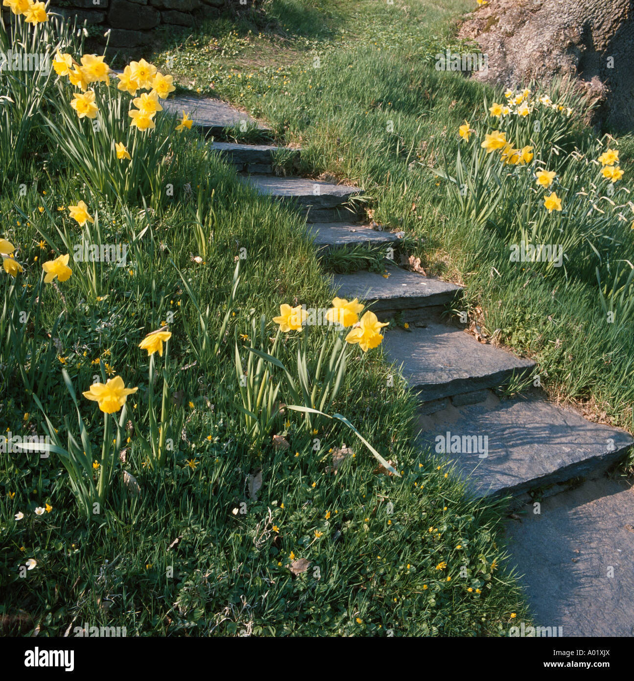 Daffodil hillside hi-res stock photography and images - Alamy