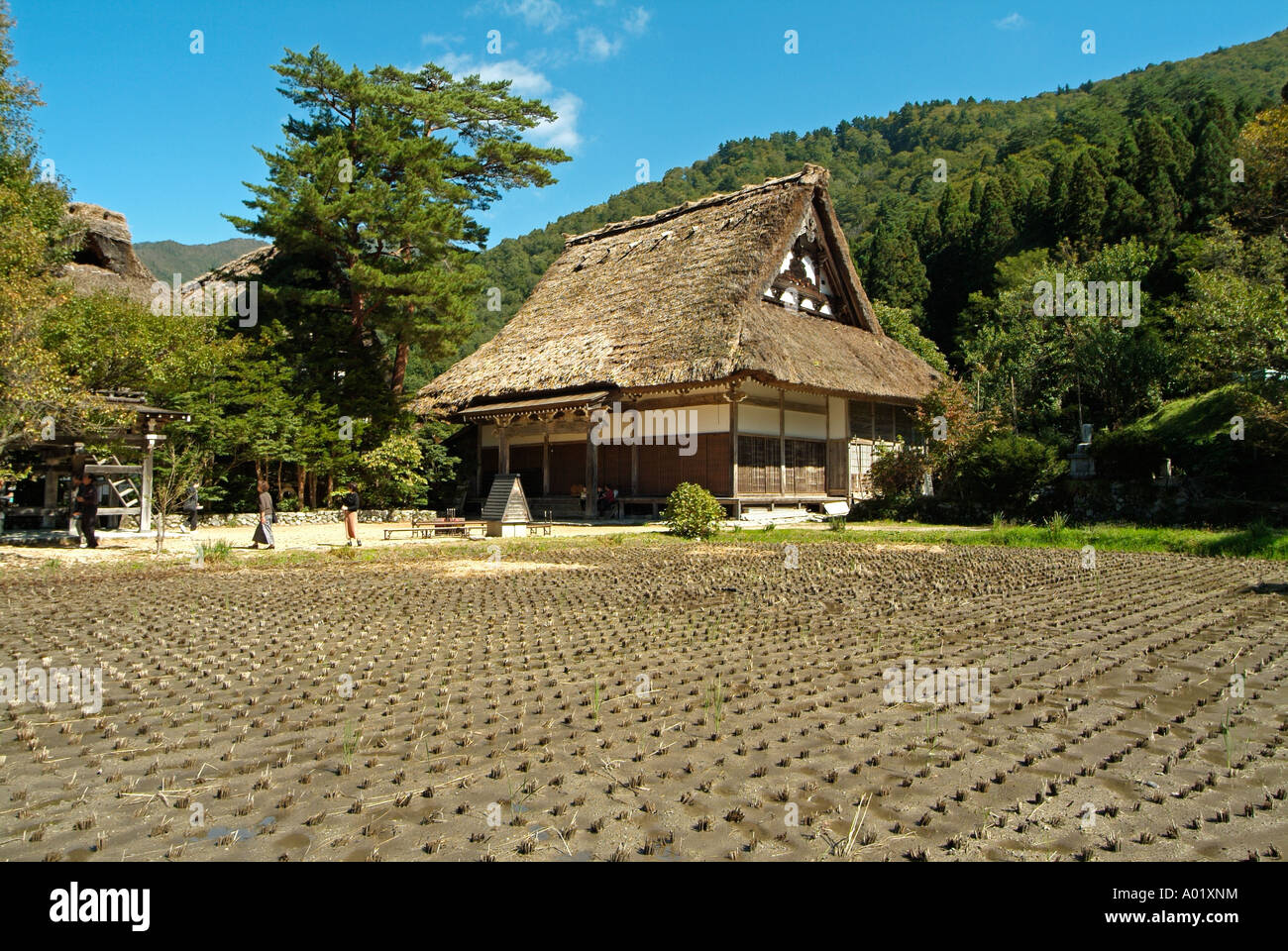 Rice cultivation and traditional farmhouse in Gassho-zukuri style ...