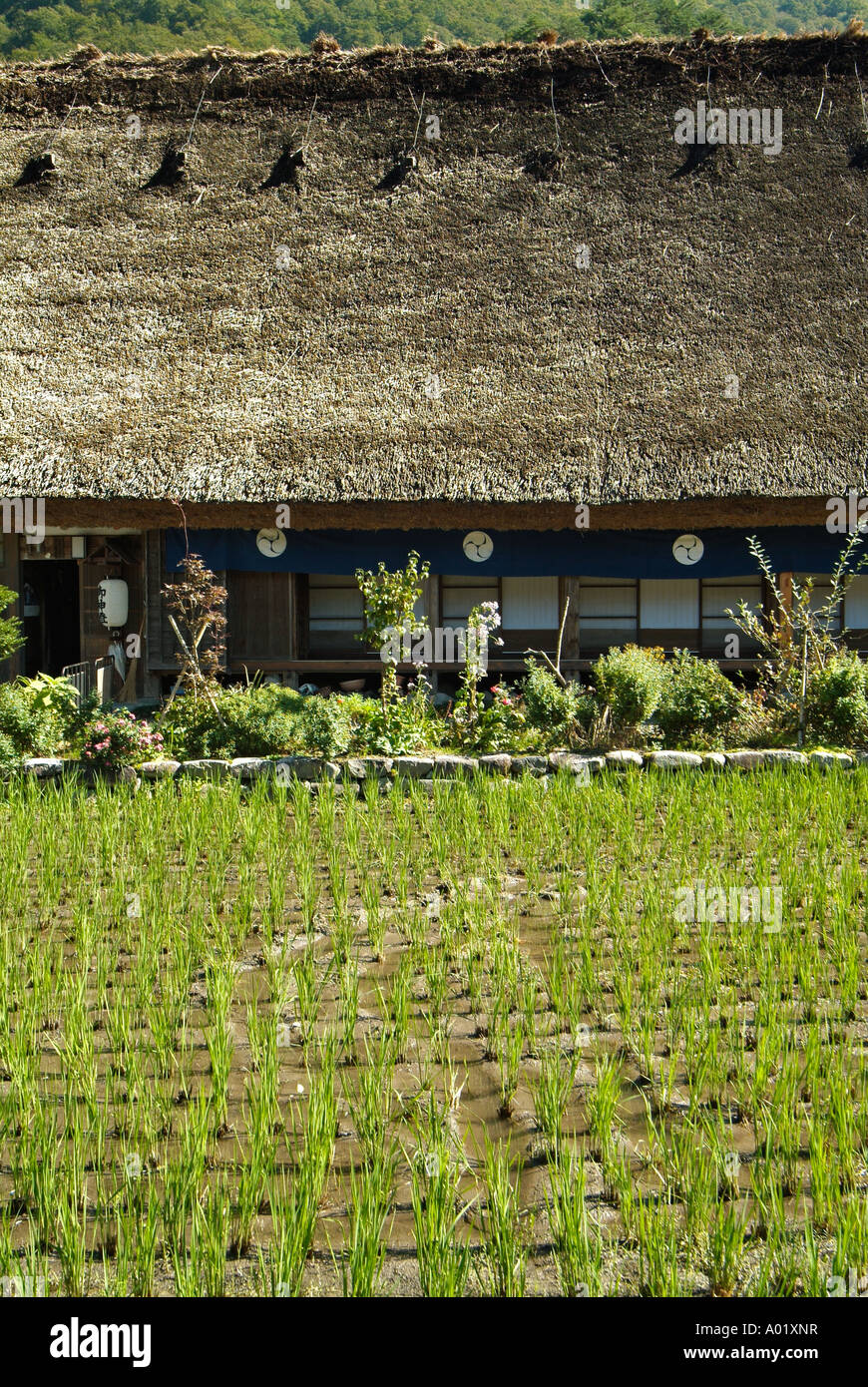 Rice cultivation and traditional farmhouse in Gassho-zukuri style ...
