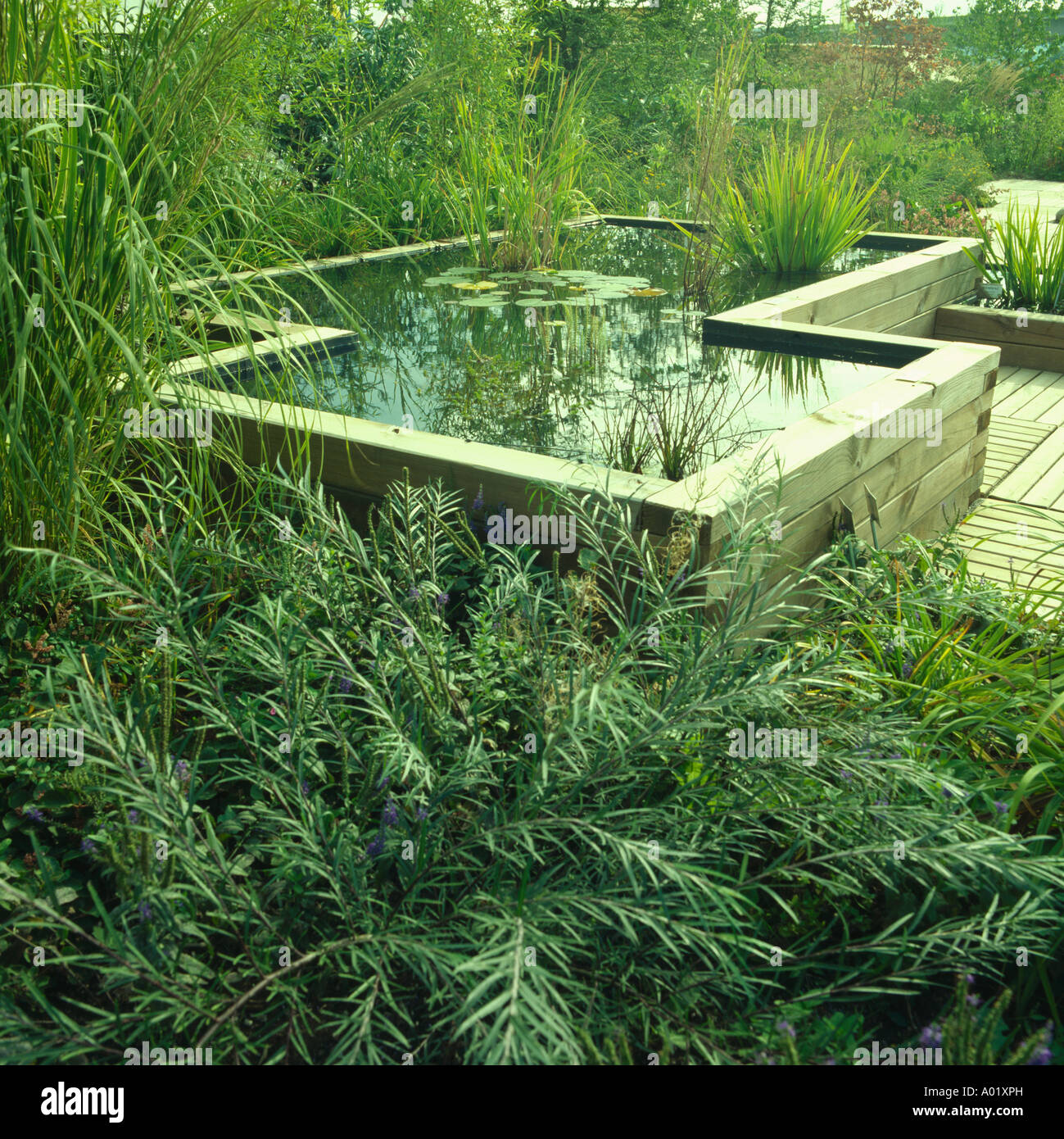 Raised wooden edged angular pond with lush planting Stock Photo - Alamy