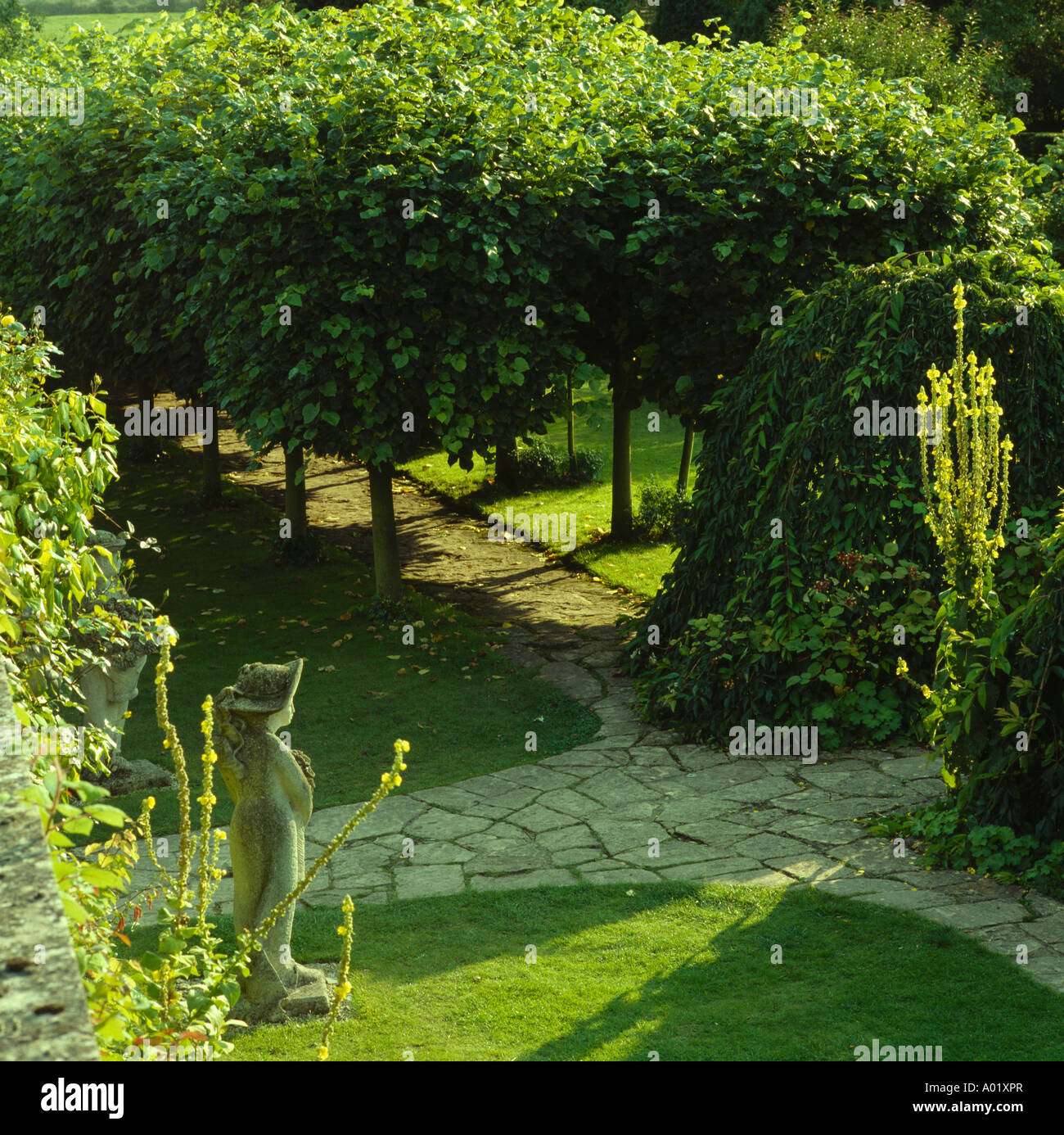 Path through pleached trees in country garden Stock Photo - Alamy