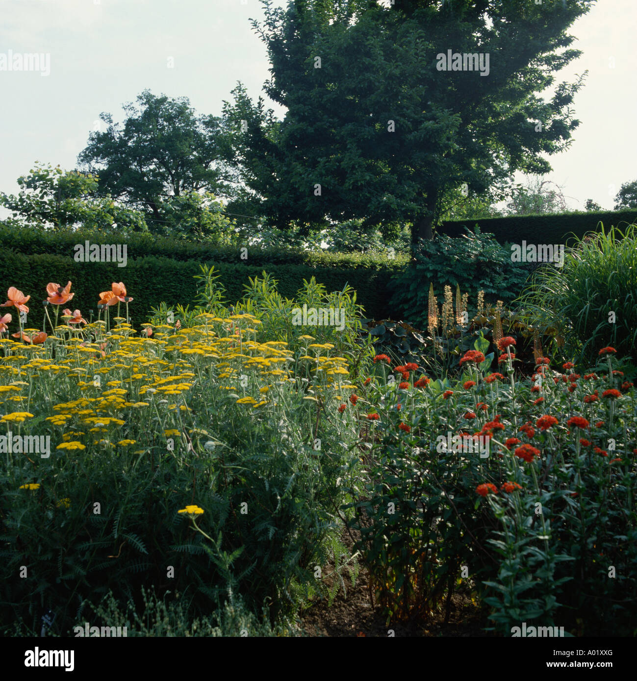 Yellow Achillea and red Lychnis in summer garden border Stock Photo - Alamy