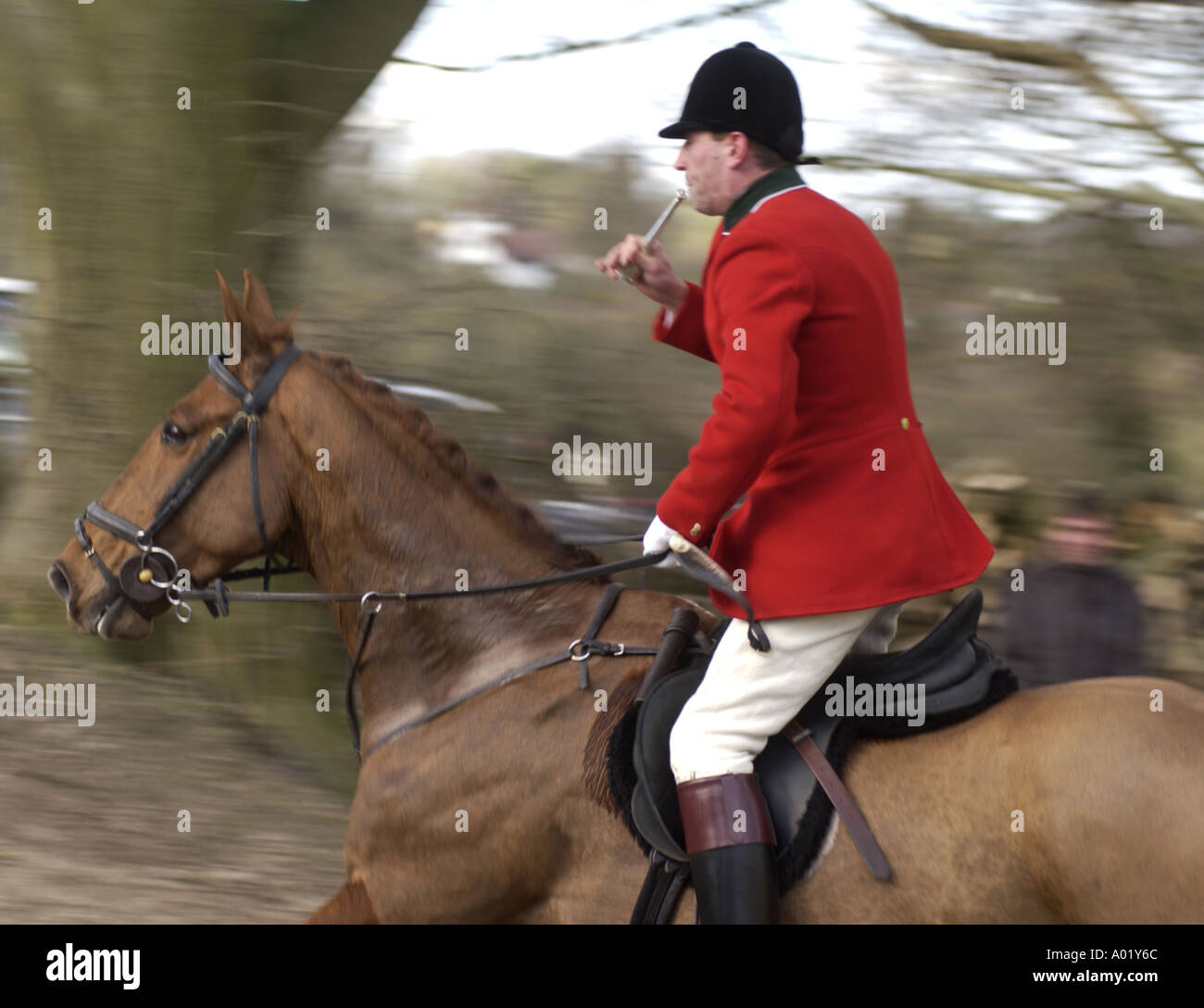 Huntsman hi-res stock photography and images - Alamy