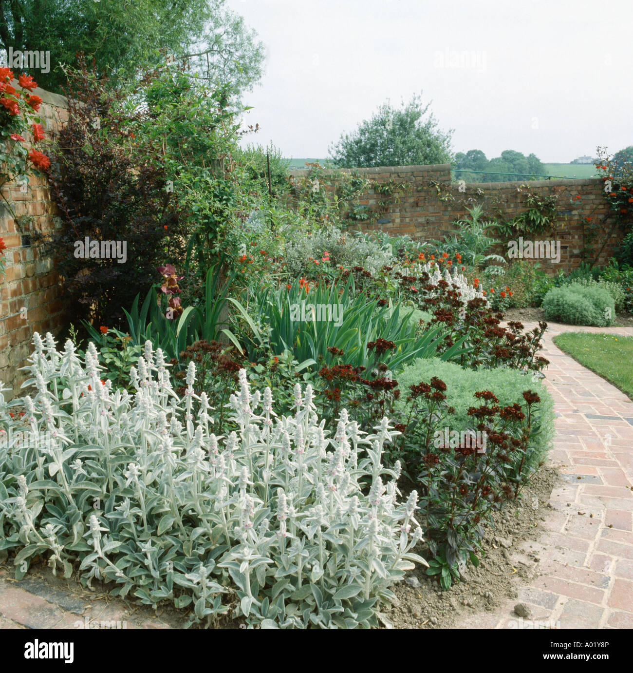 Gray leaved Stachys "lanata" and red roses growing in large border ...