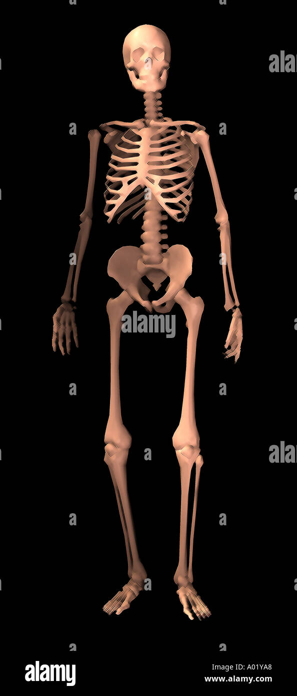 medical anatomical illustration human skeleton Stock Photo - Alamy