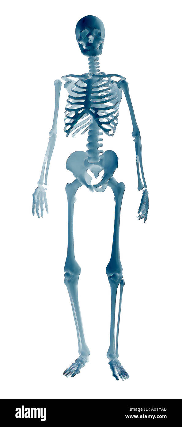 medical anatomical illustration human skeleton Stock Photo - Alamy