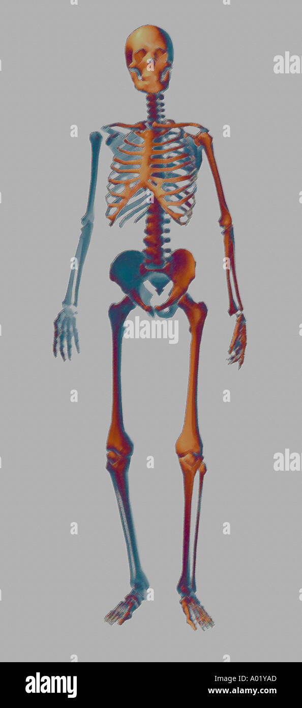 medical anatomical illustration human skeleton Stock Photo - Alamy