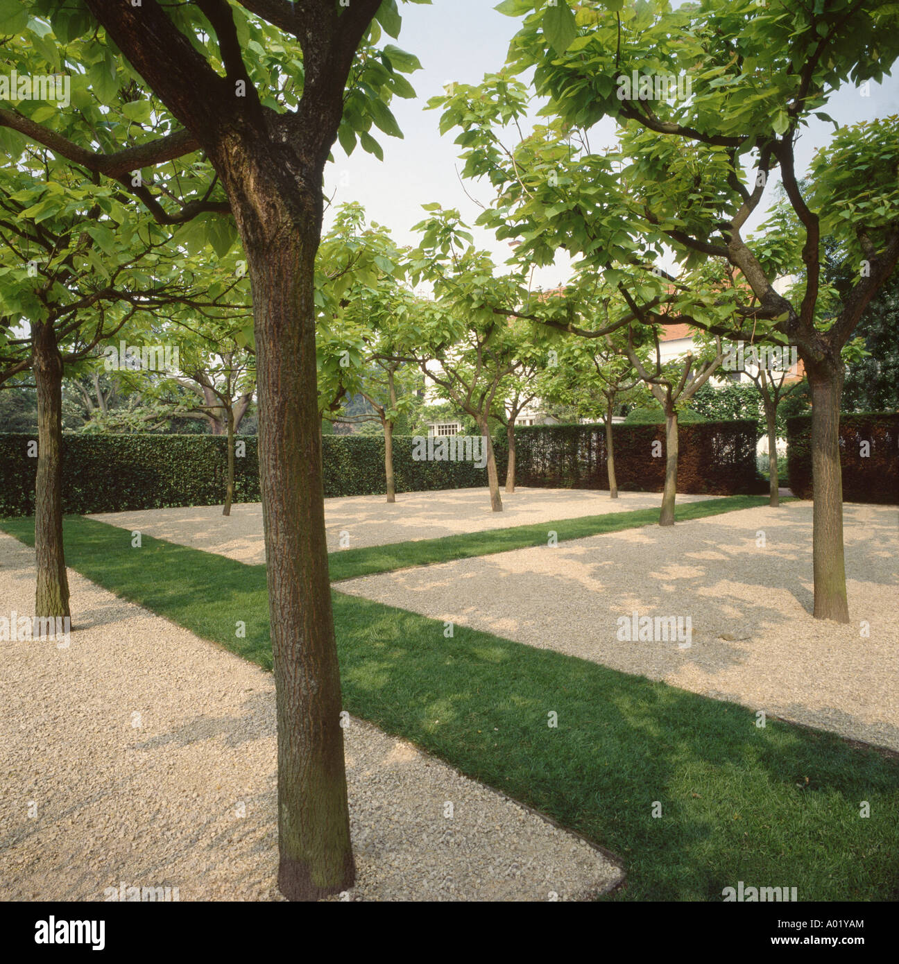 Trees growing in large square gravel beds in well-maintained formal ...