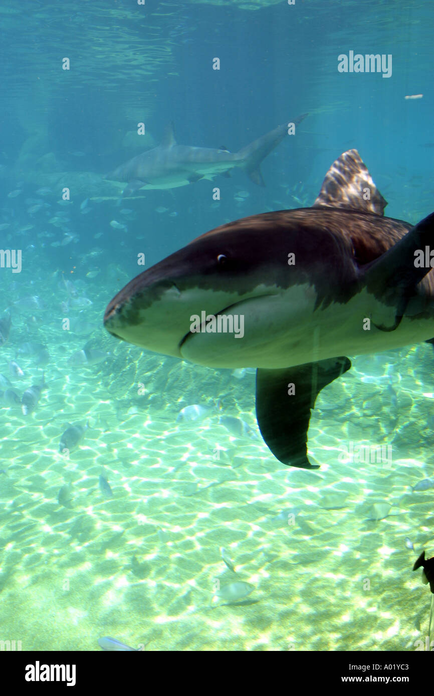 Tiger shark at Shark Bay Sea World Gold Coast QLD Australia Stock Photo ...