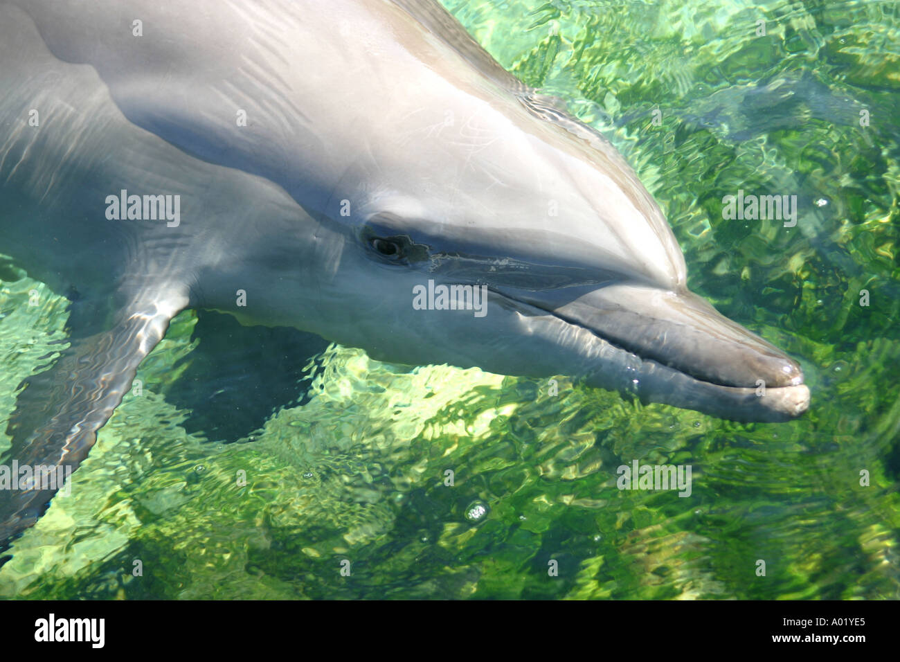 Close up of a dolphin at Sea World on the Gold Coast QLD Australia ...