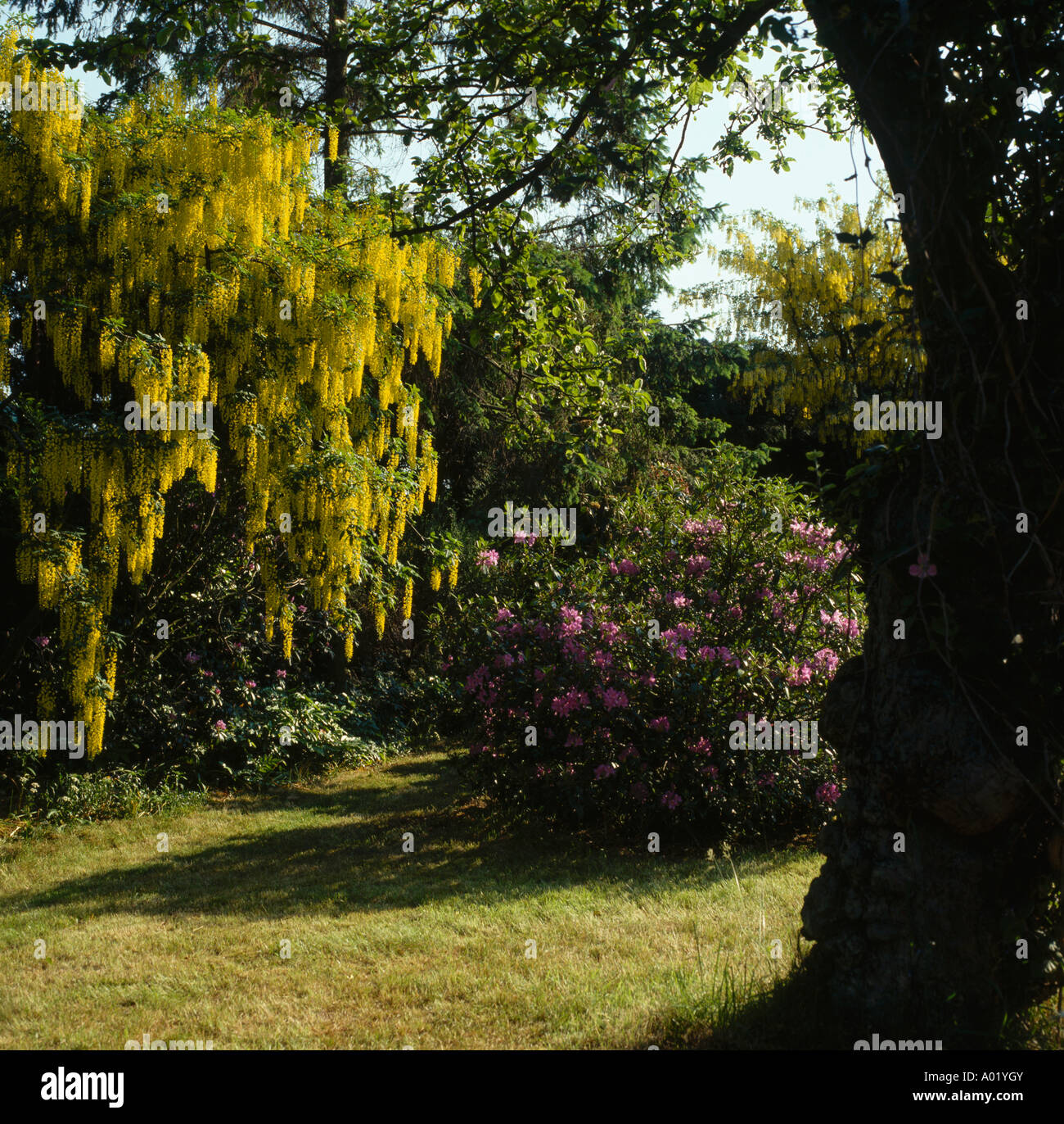 Yellow laburnum and pink rhododendron in spring border beside lawn in ...