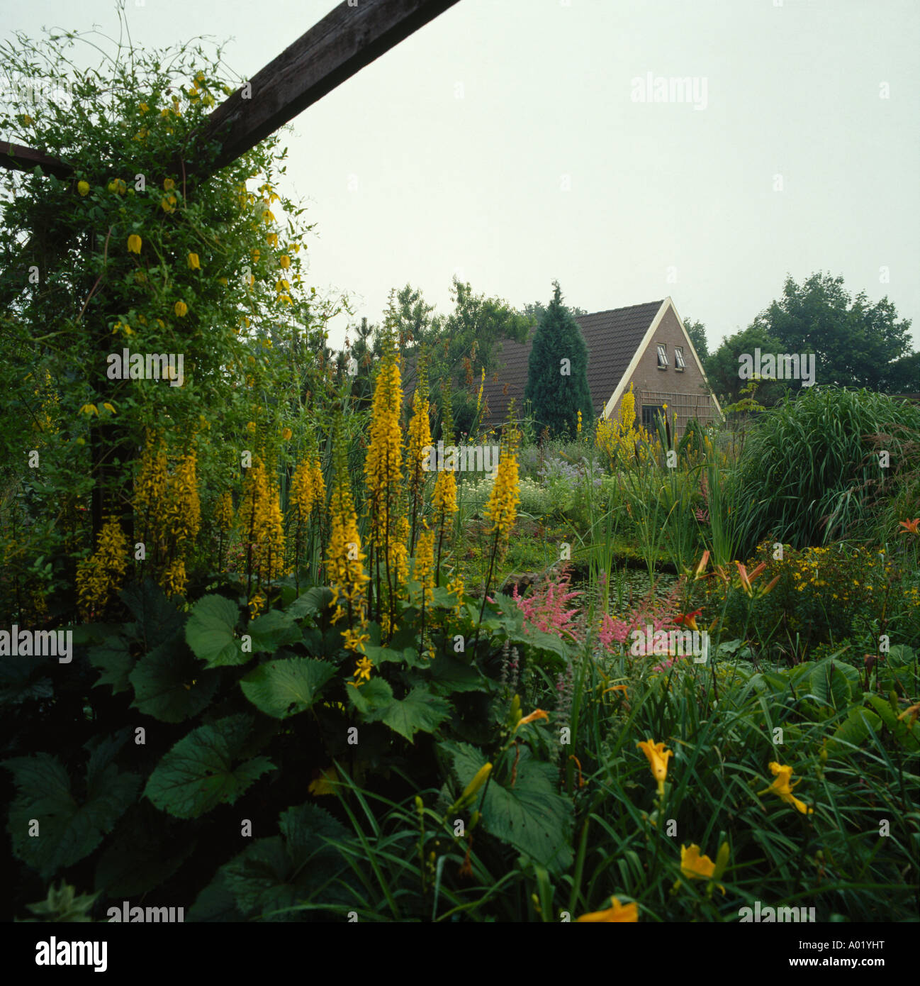 Ligularia and gunnera in below pergola with yellow clematis in border ...