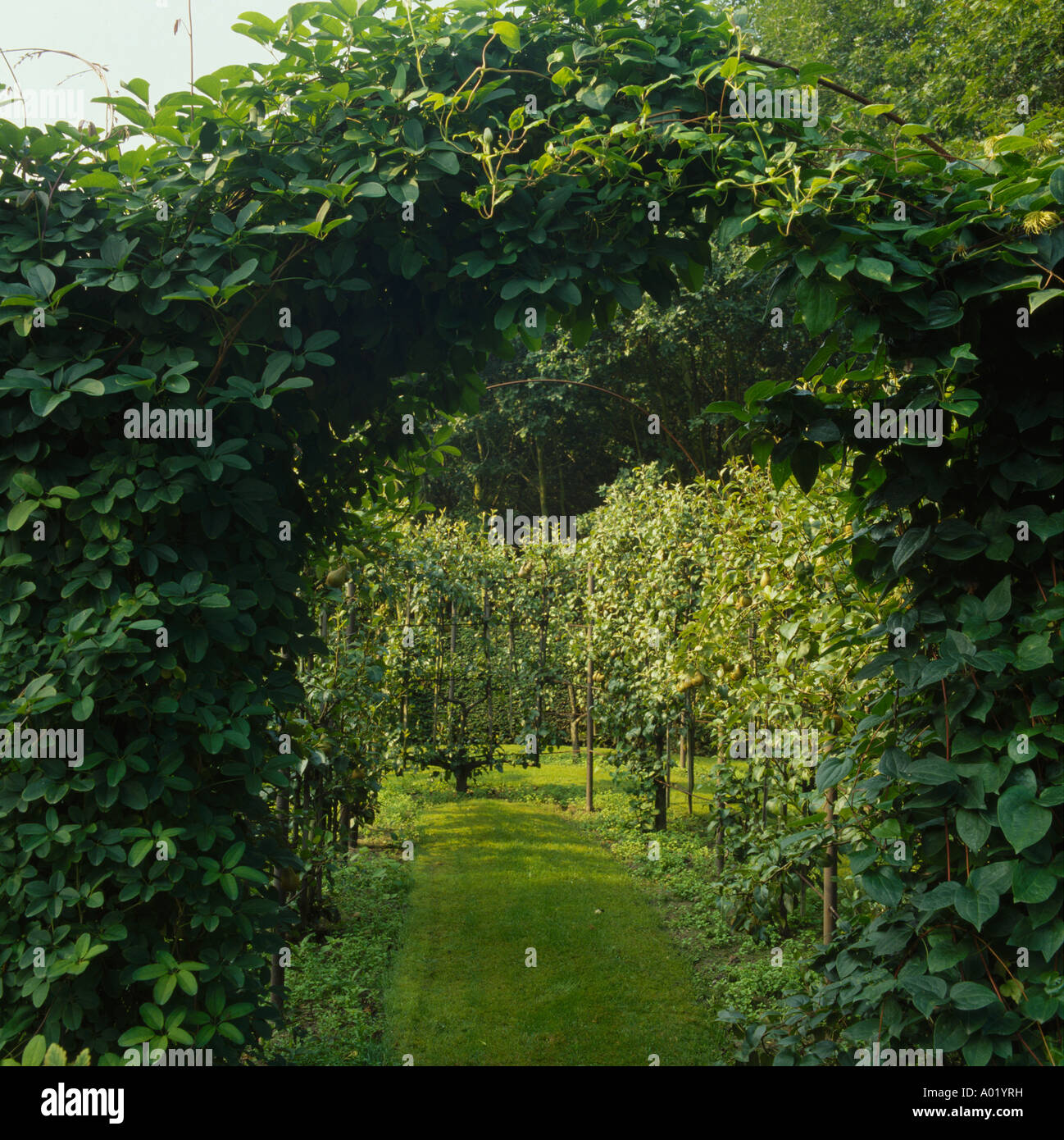 Ivy arch with view down grass path through pleached trees Stock Photo ...