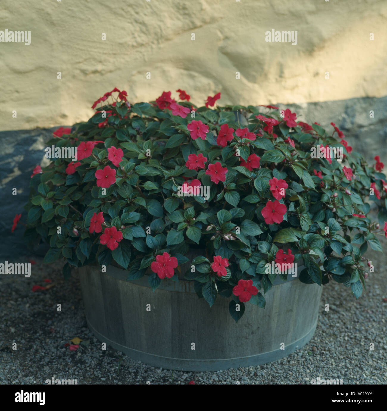 Close-up of red Impatiens in pot Stock Photo - Alamy