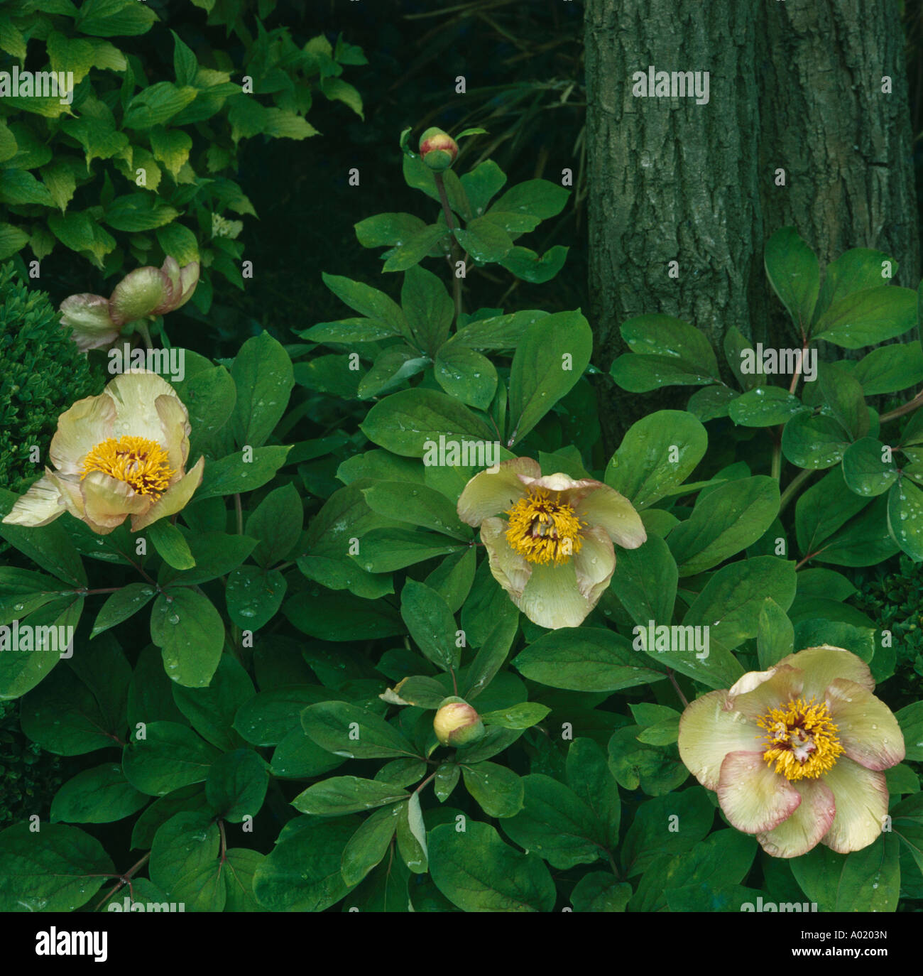 Buff Coloured High Resolution Stock Photography and Images - Alamy