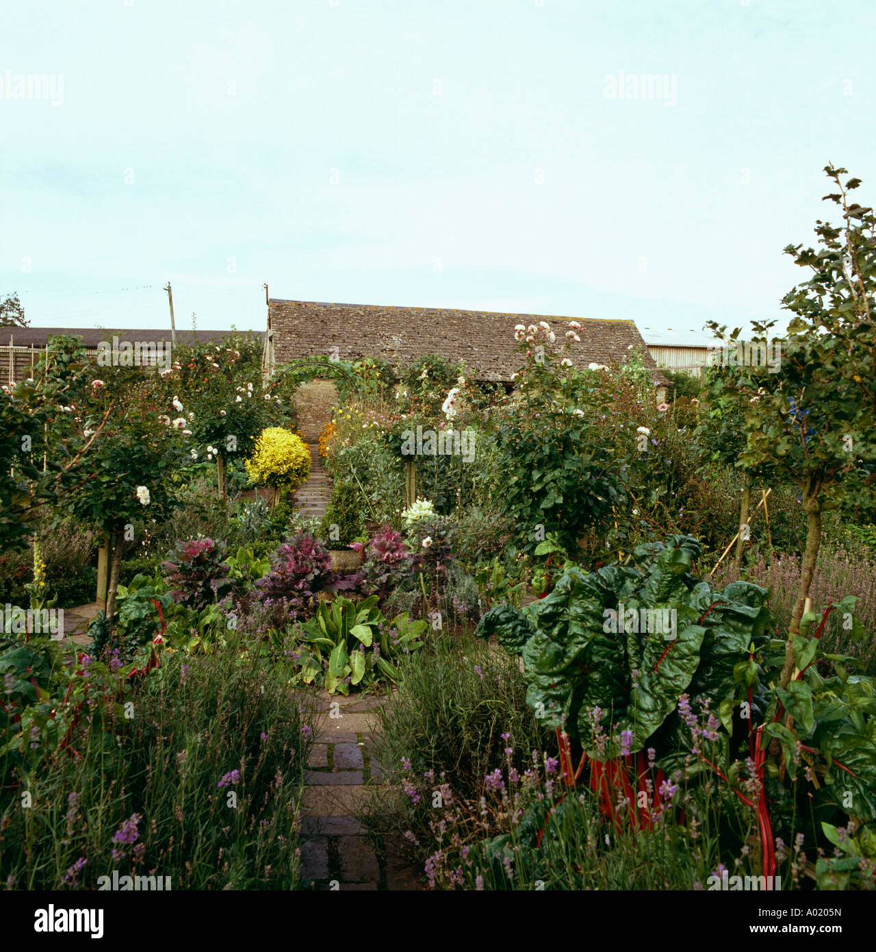 Lavender and ornamental cabbages in potager garden in the country Stock ...