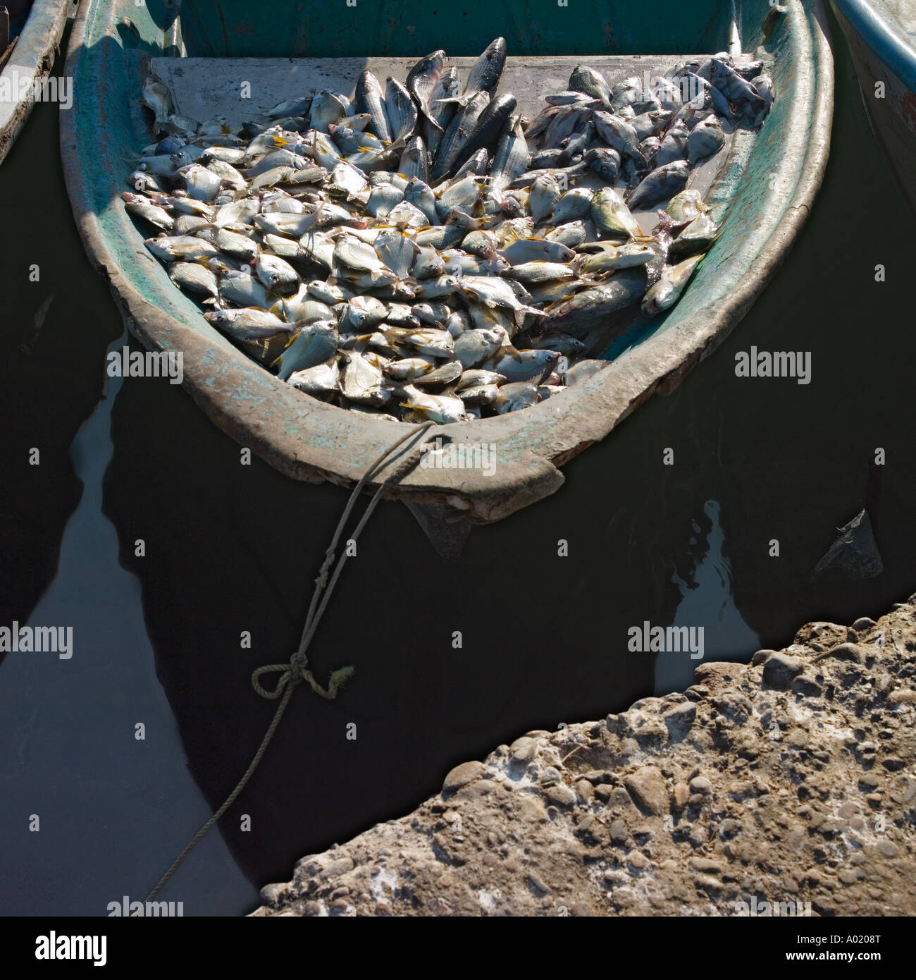 Quayside Fish market Mazatlan Sinaloa Mexico Stock Photo - Alamy