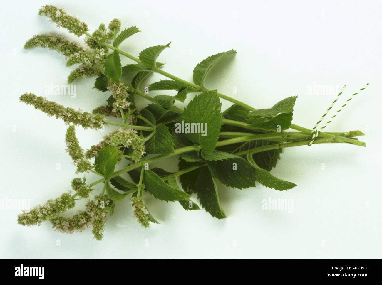 Bunch of applemint mentha rotundifolia medicinal plant and spice Stock ...