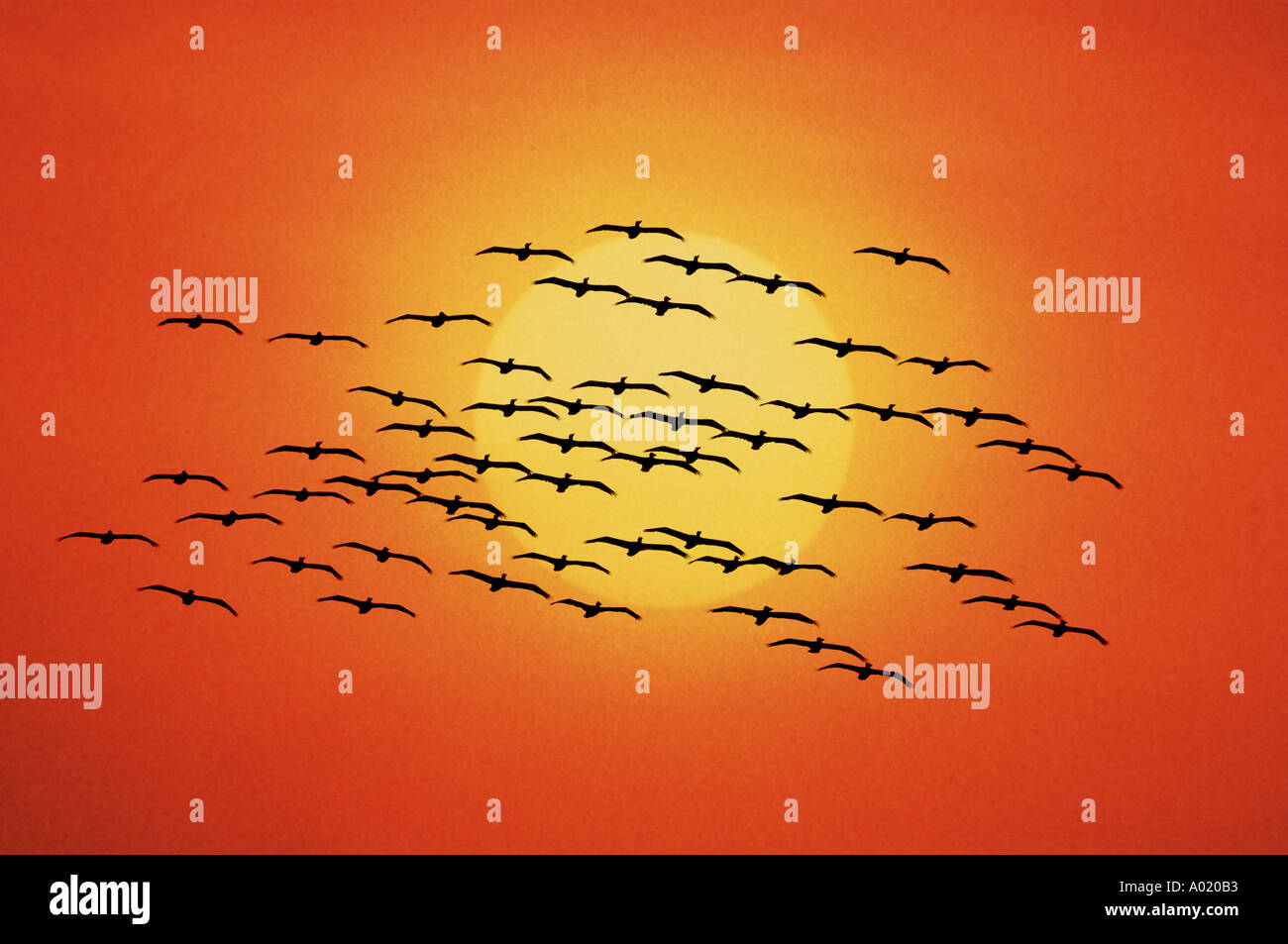 flock of birds migration of birds sundown Stock Photo - Alamy