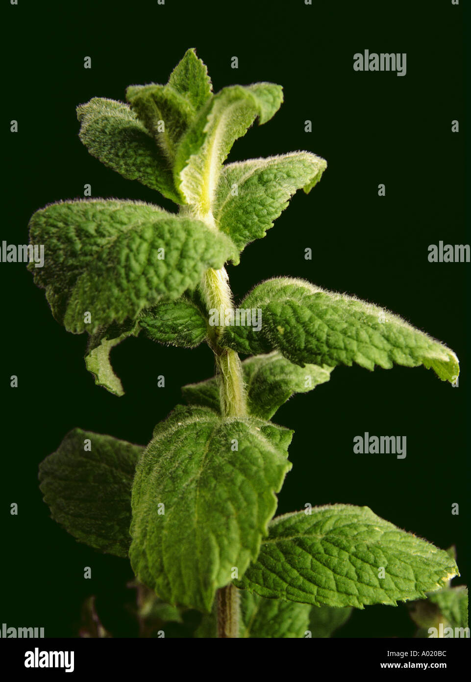Mint plant mentha rotundifolia Stock Photo - Alamy