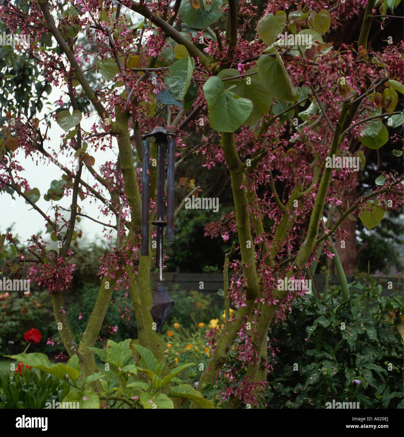 Close-up of small tree with pink blossom in country garden Stock Photo ...