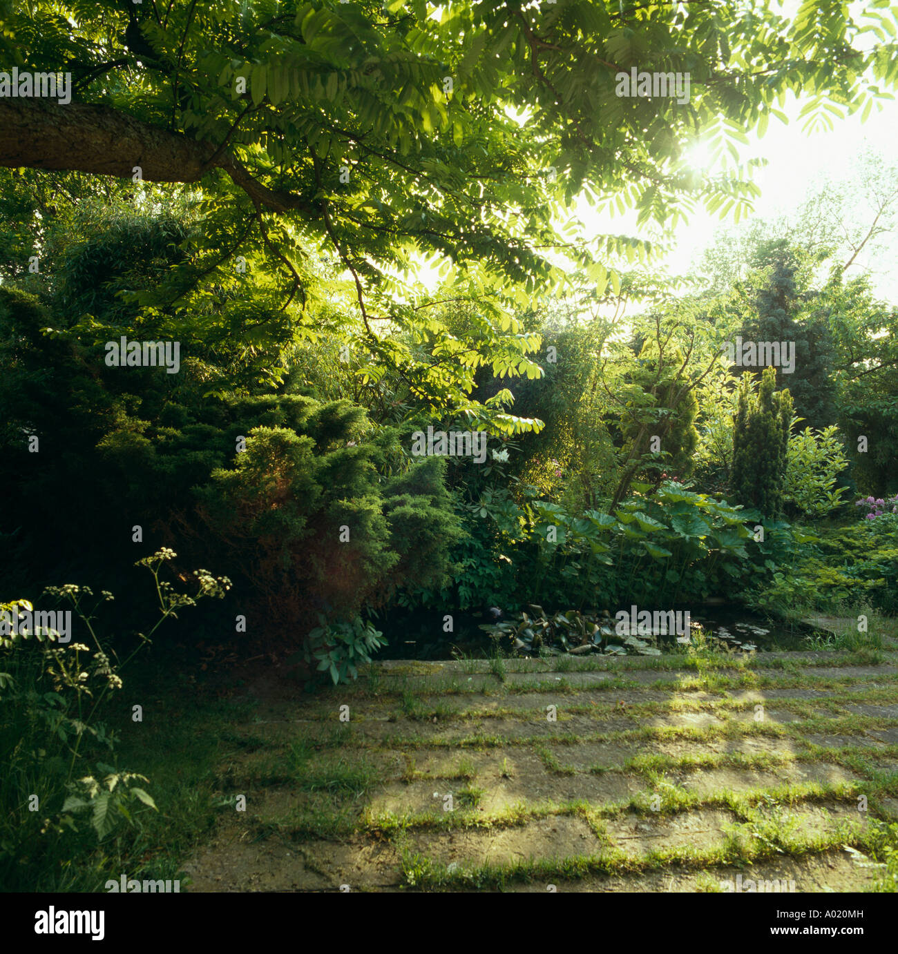 Small pond beneath tree with paved edging Stock Photo - Alamy