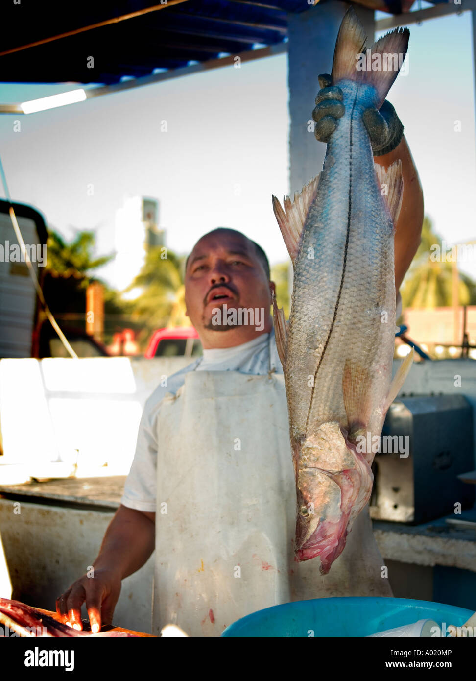 Quayside Fish market Mazatlan Sinaloa Mexico Stock Photo - Alamy