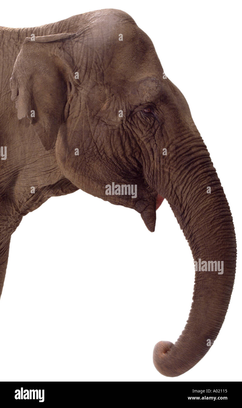 Elephant trunk Cut Out Stock Images & Pictures - Alamy