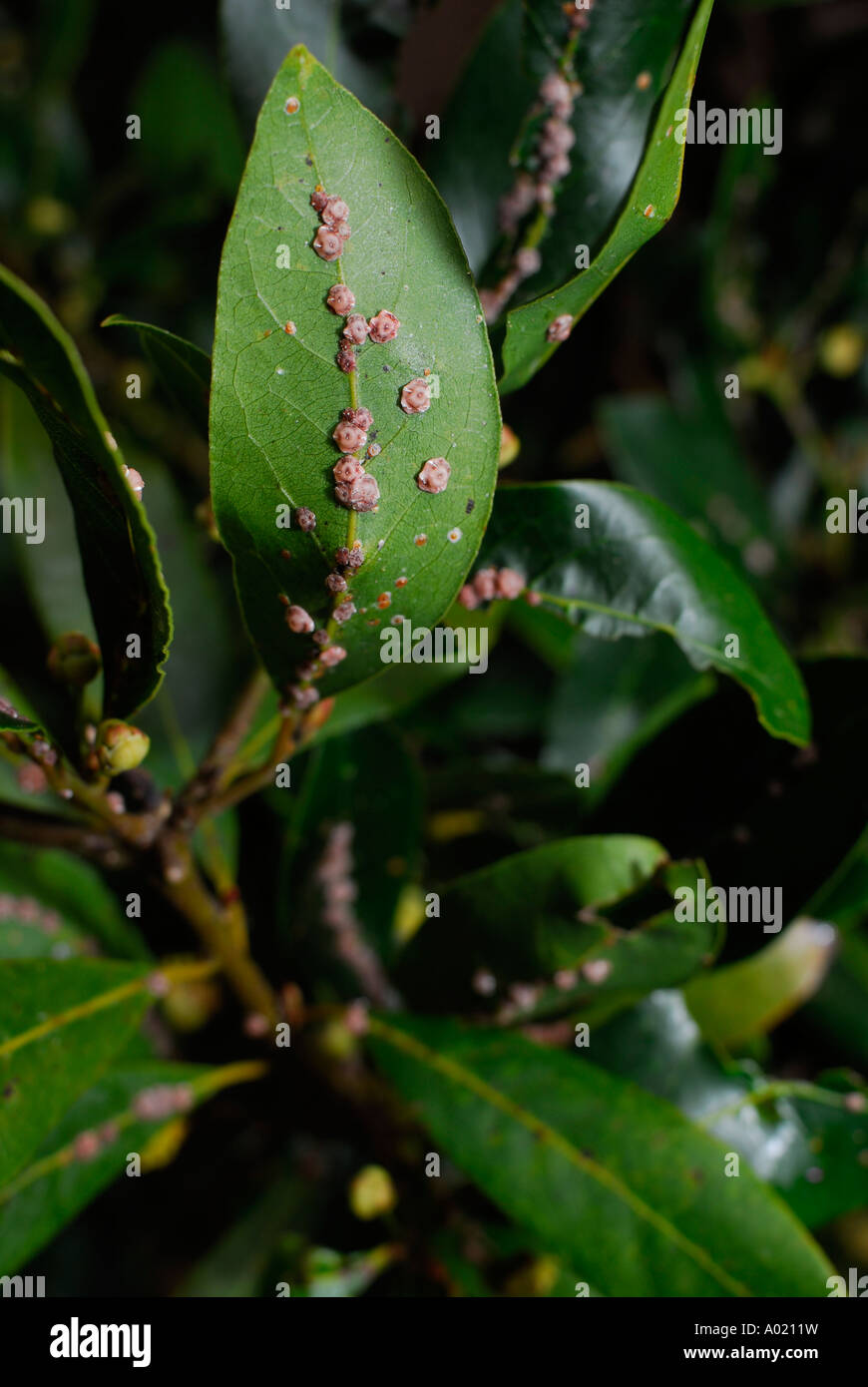 Bay tree infestation hi-res stock photography and images - Alamy