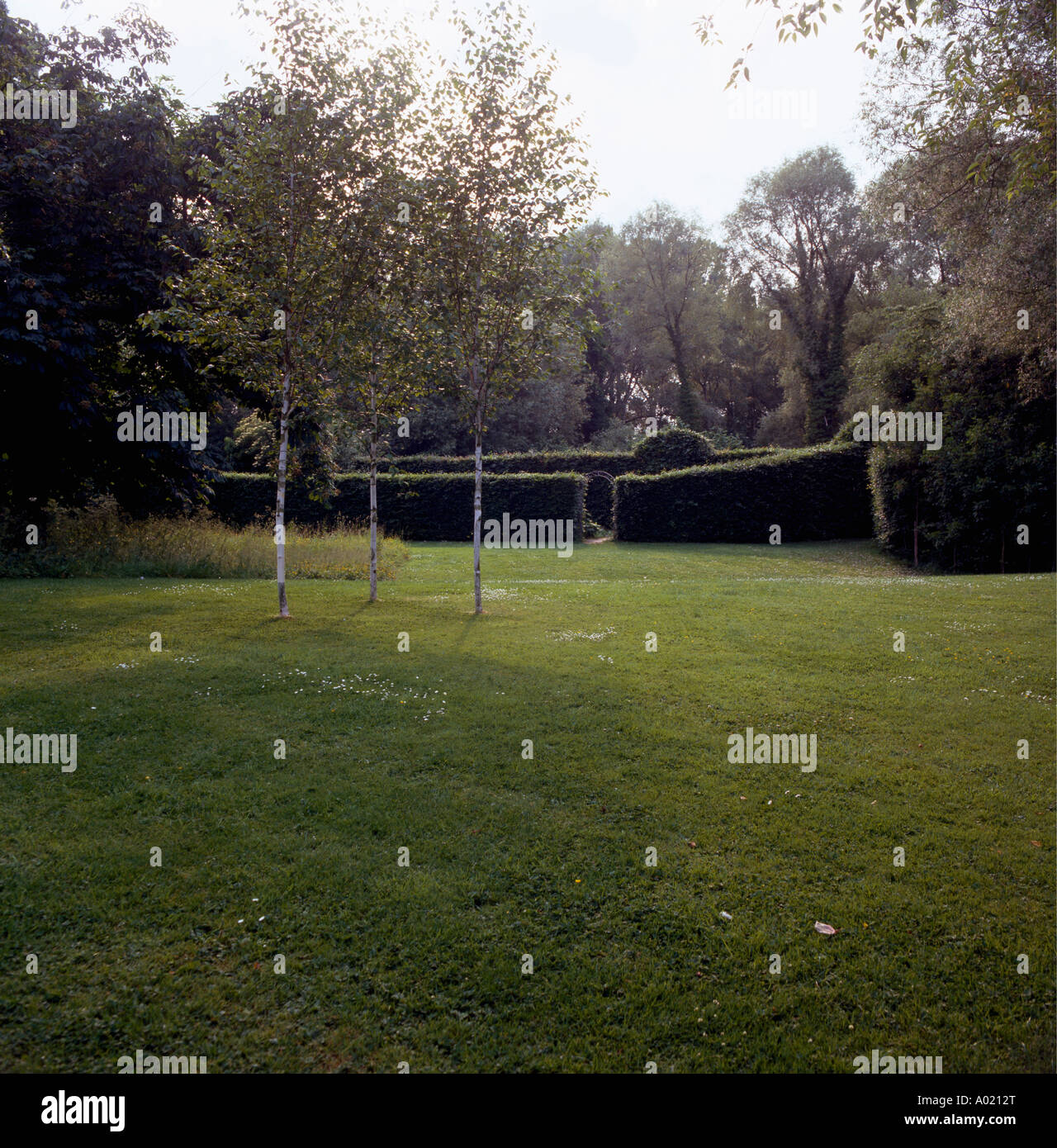 Silver birch trees on large large in country garden with topiary hedges ...