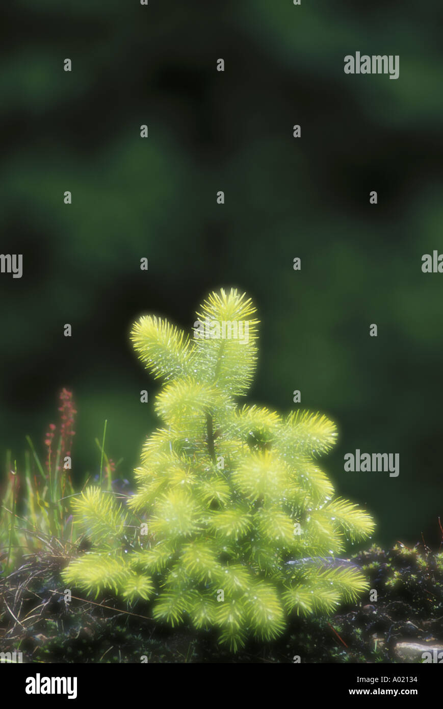 Spring growth New douglas fir tree flushes fresh growth Stock Photo - Alamy