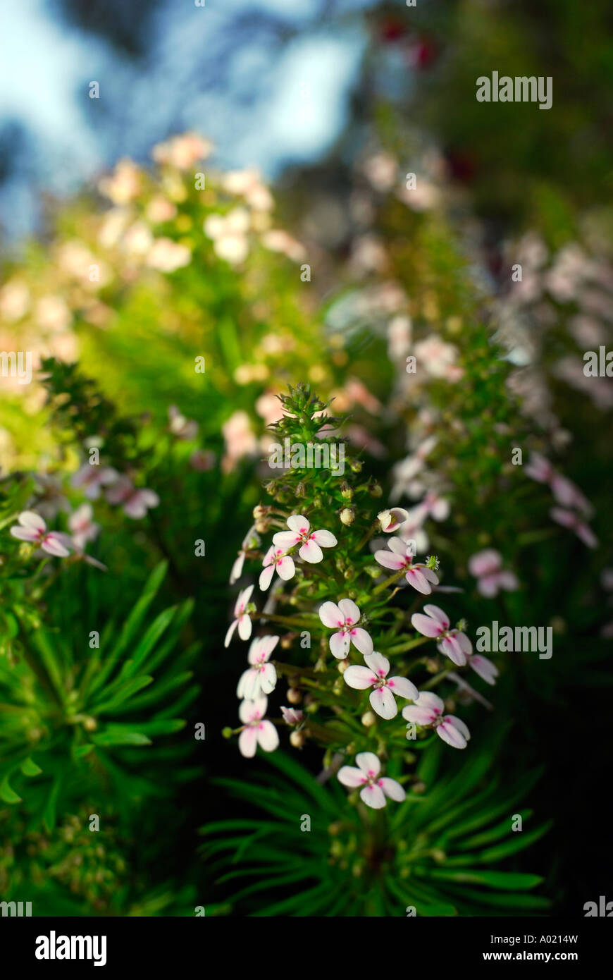 Common Beaked Triggerplant (Stylidiaceae adnatum) in flower Stock Photo ...