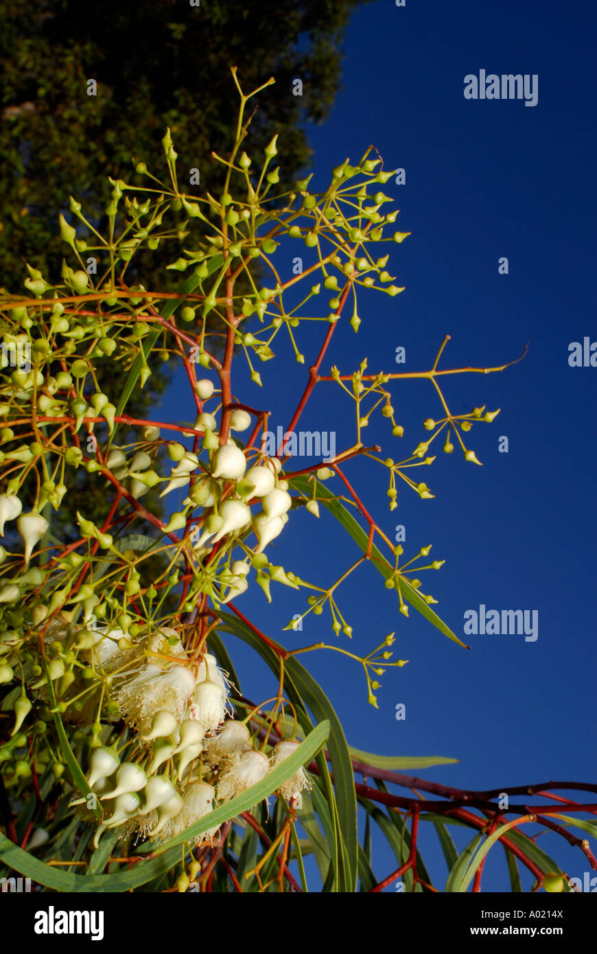 Eucalyptus synandra hi-res stock photography and images - Alamy