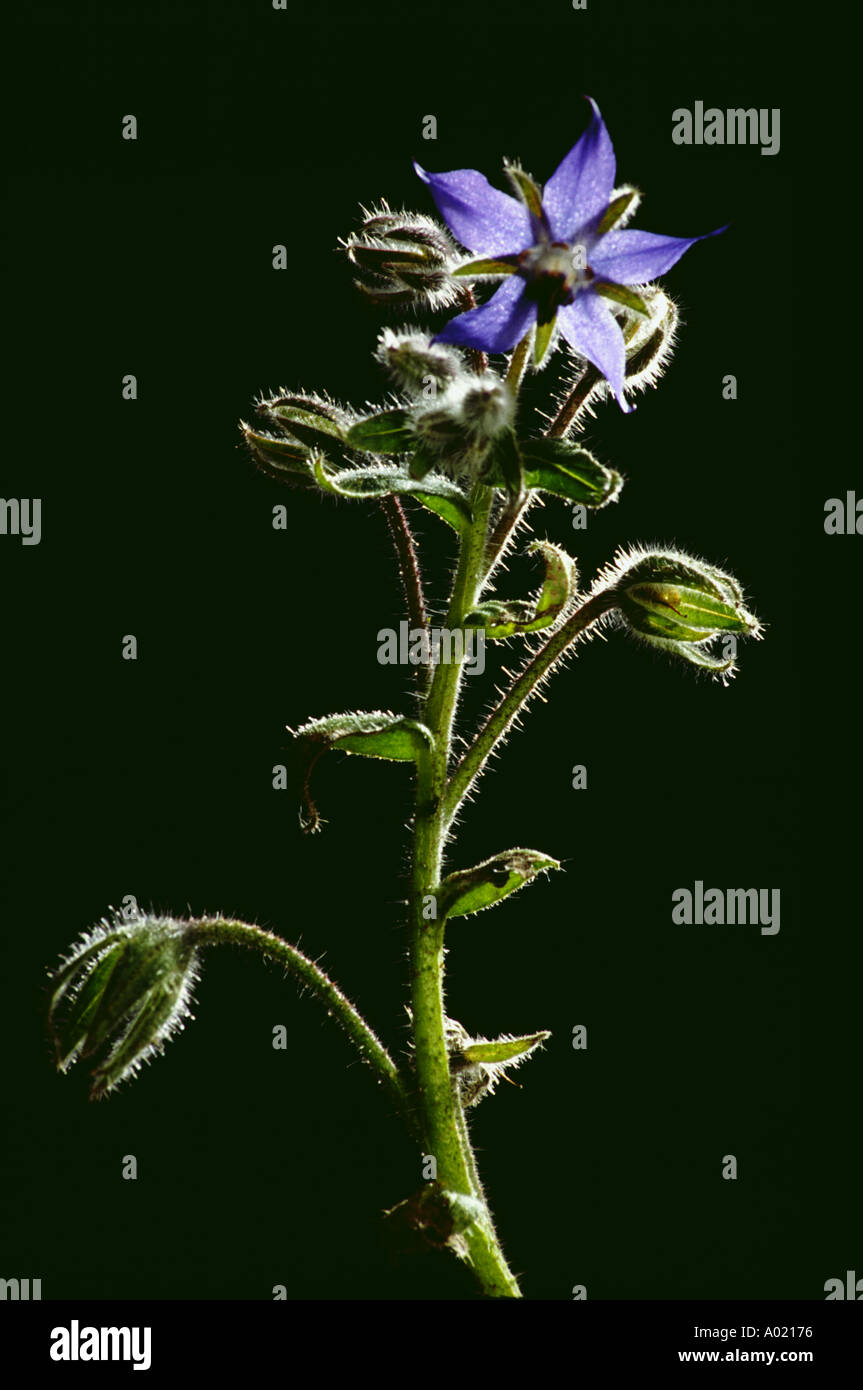 Therapeutic spic hi-res stock photography and images - Alamy