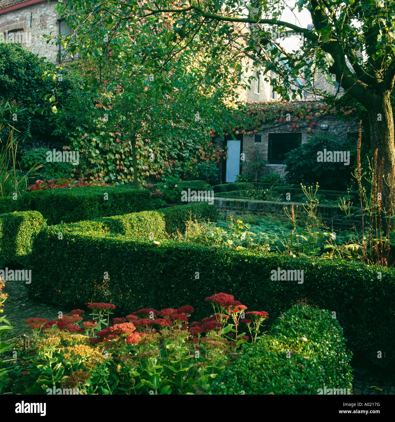 Formal town garden with sedum clipped box hedge and Stock Photo - Alamy