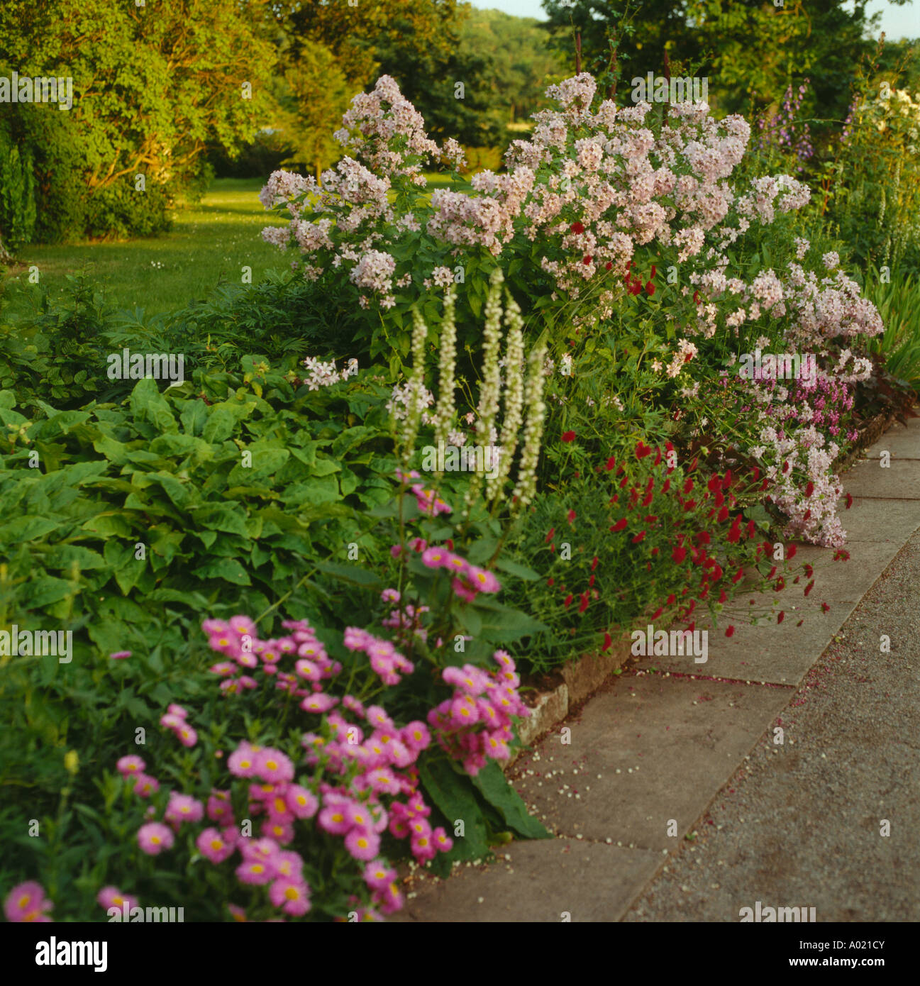 Pink erigeron and pink roses with verbascum growing in border beside ...