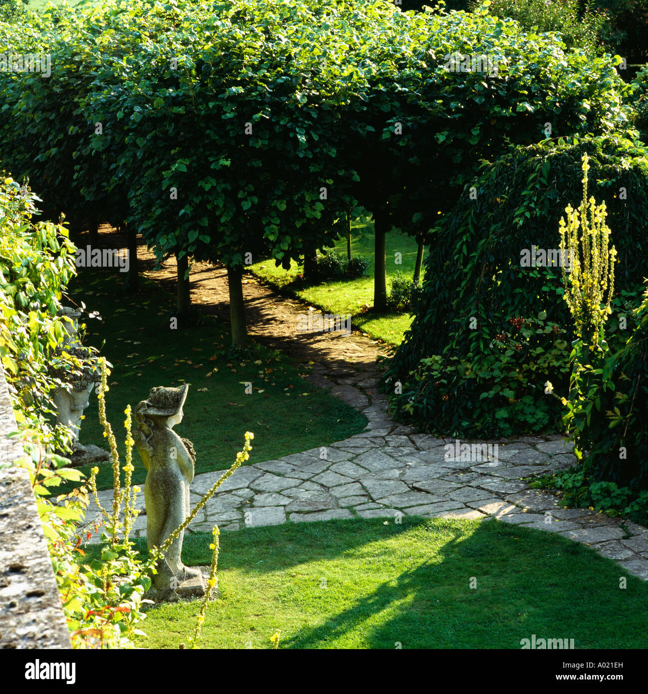 Pleached lime hi-res stock photography and images - Alamy