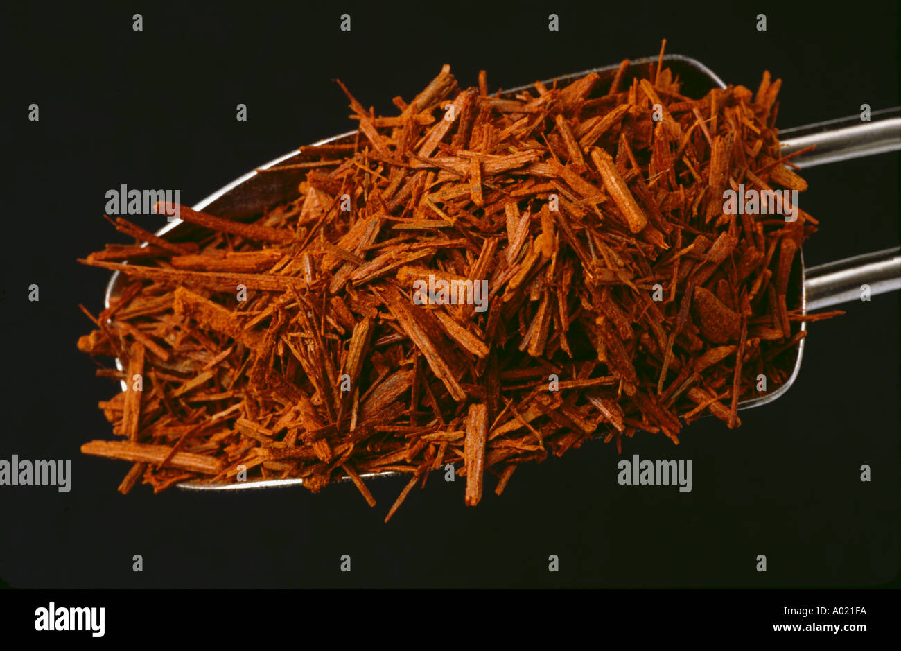 Haematoxylum campechianum bloodwood tree campeachy wood campeche ...