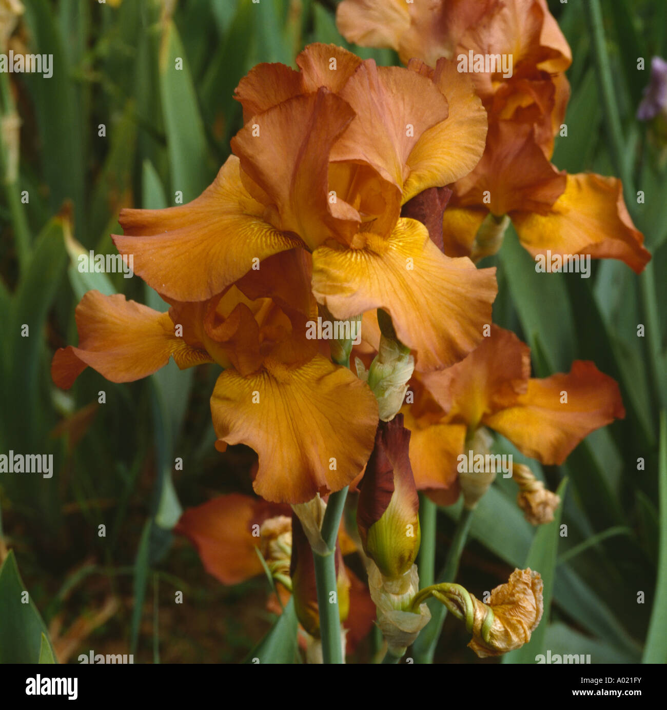 Close up of blooms of burnt orange iris Olympic Torch Stock Photo - Alamy