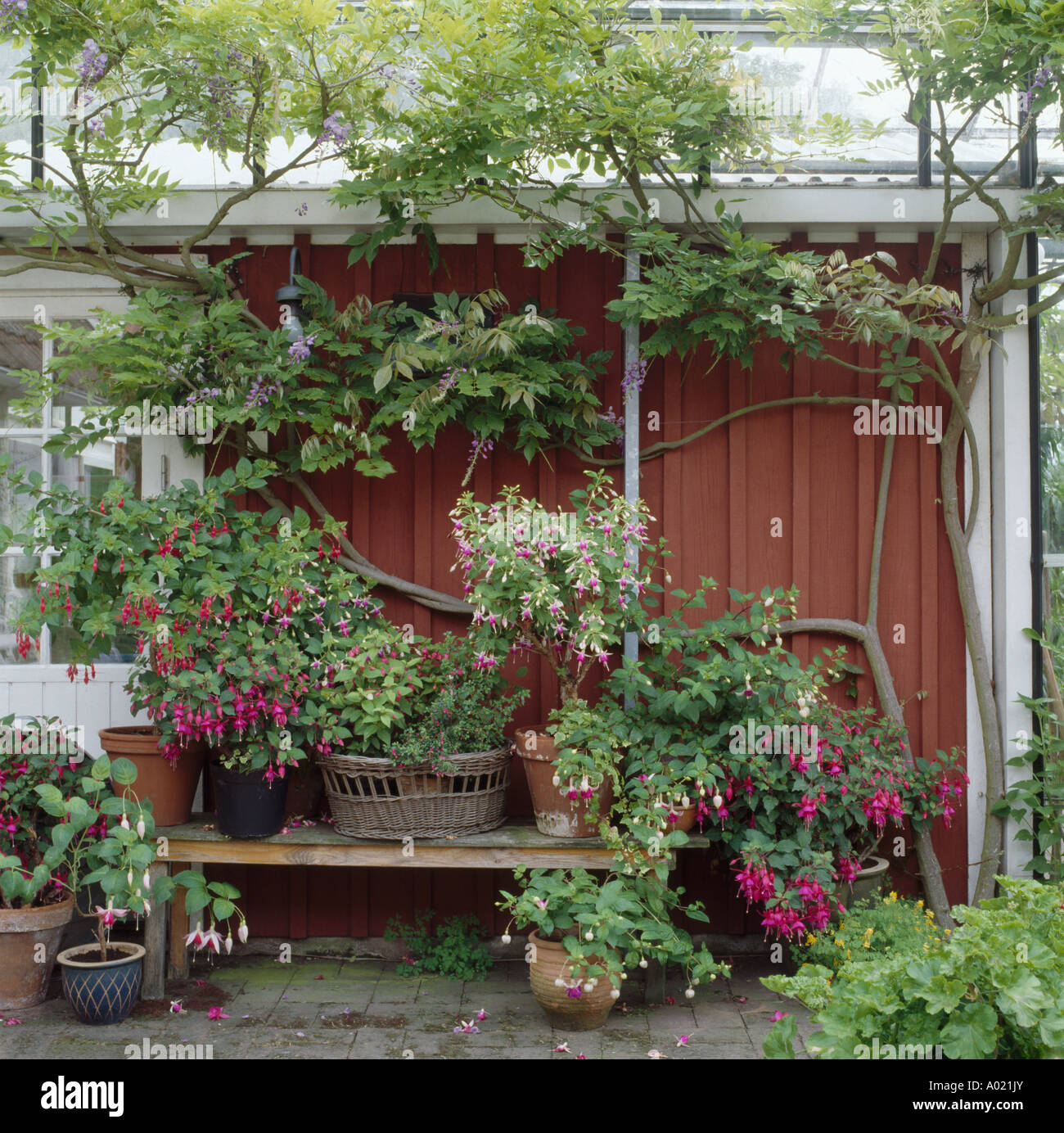 Fuchsias in pots hi-res stock photography and images - Alamy