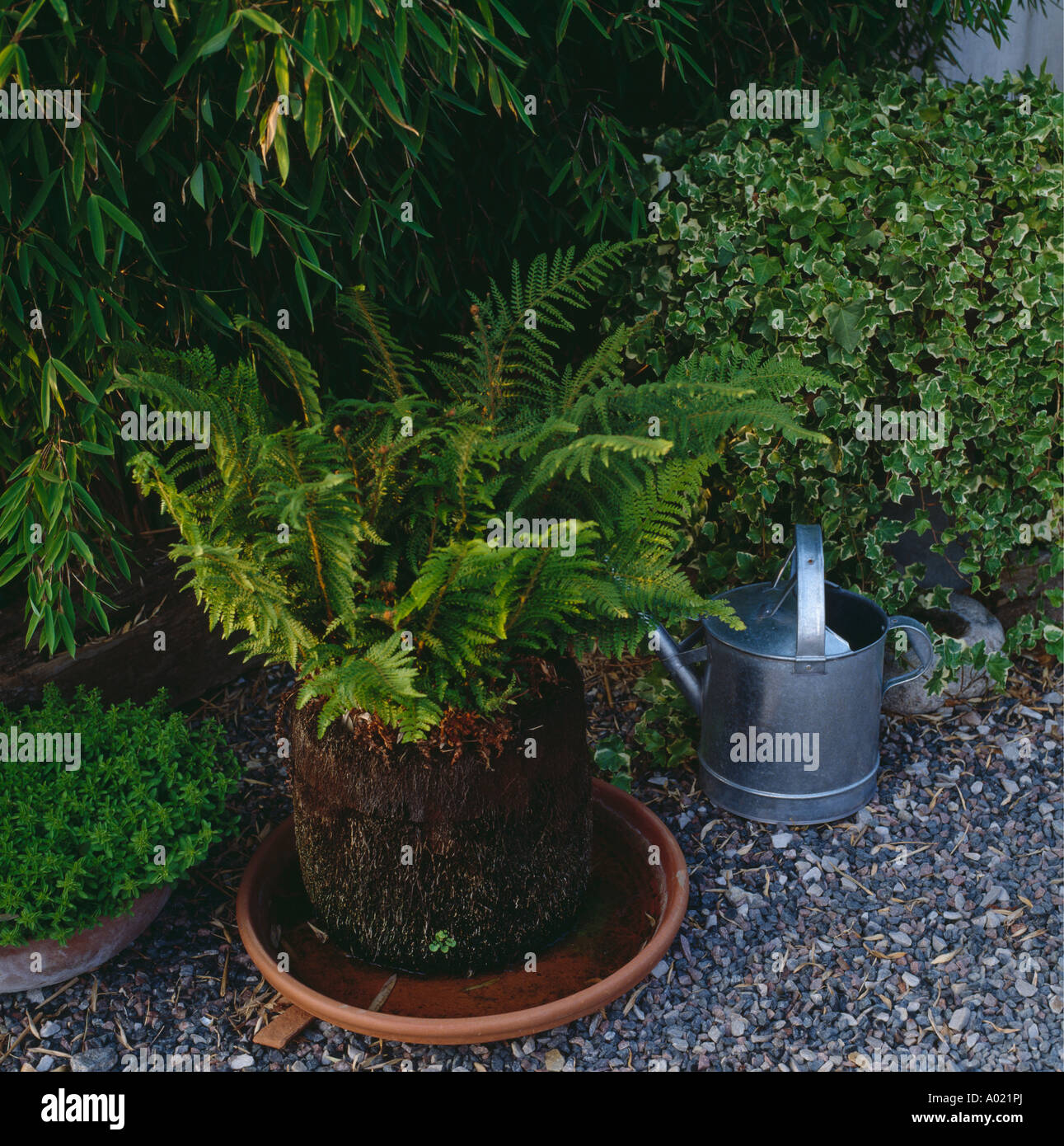 Watering container fern hi-res stock photography and images - Alamy