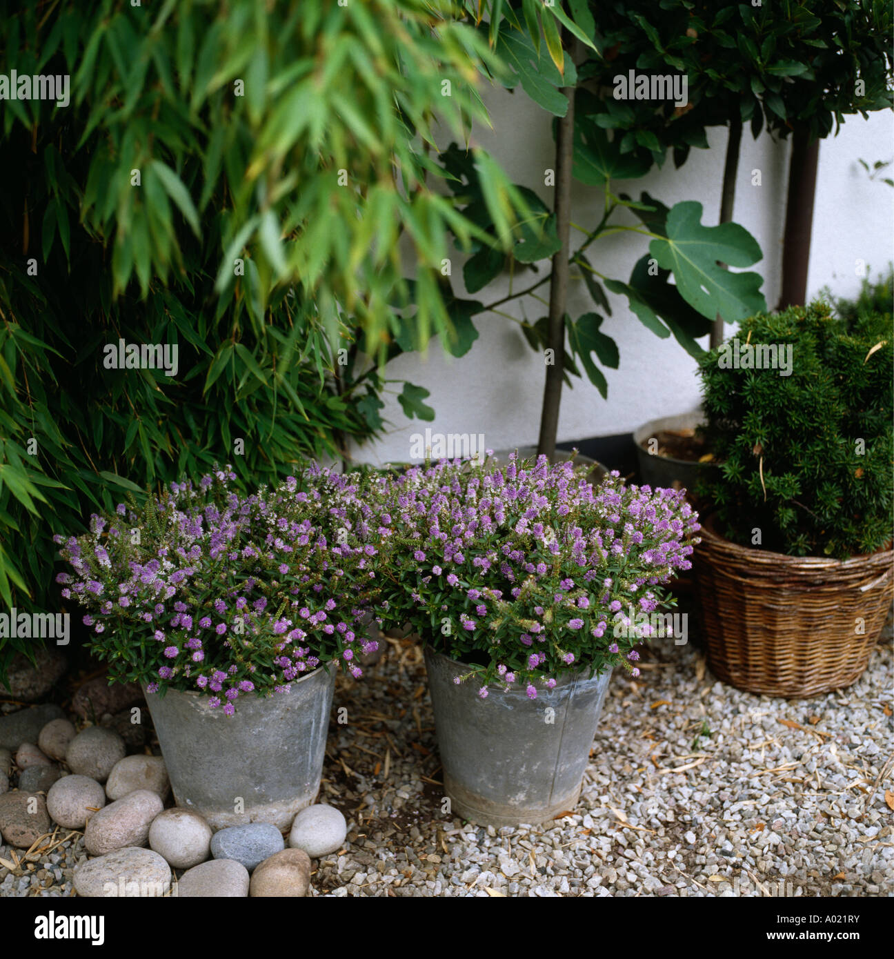 Purple erica in pots on pebbles growing beneath arundinaria Stock Photo ...