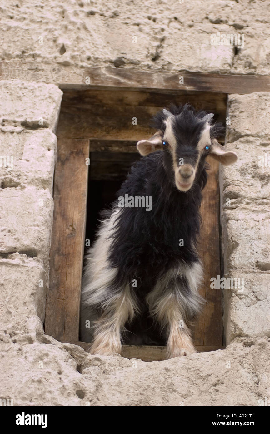 A curiously goat looking through window in Dha Hanu village Ladakh ...