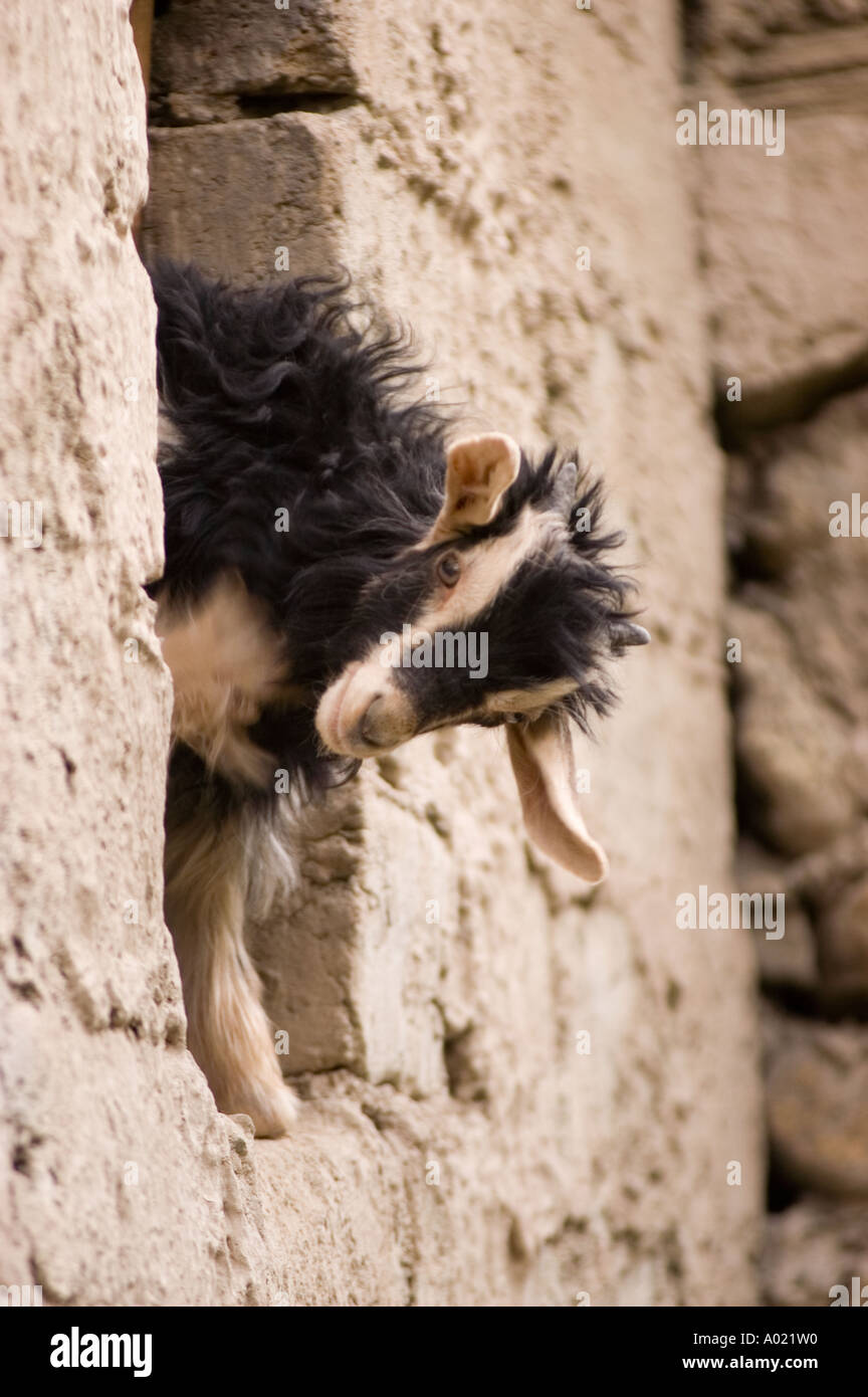 A curious goat looking through window in Dha Hanu village Ladakh ...
