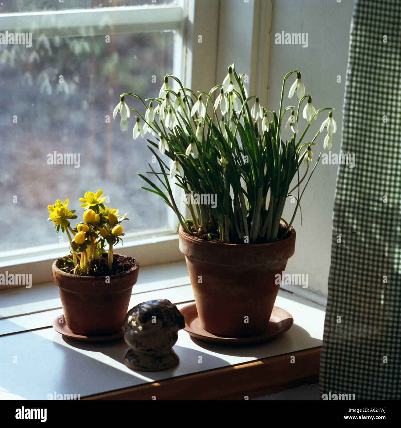Close-up of white snowdrops and yellow aconites in terracotta pots on ...