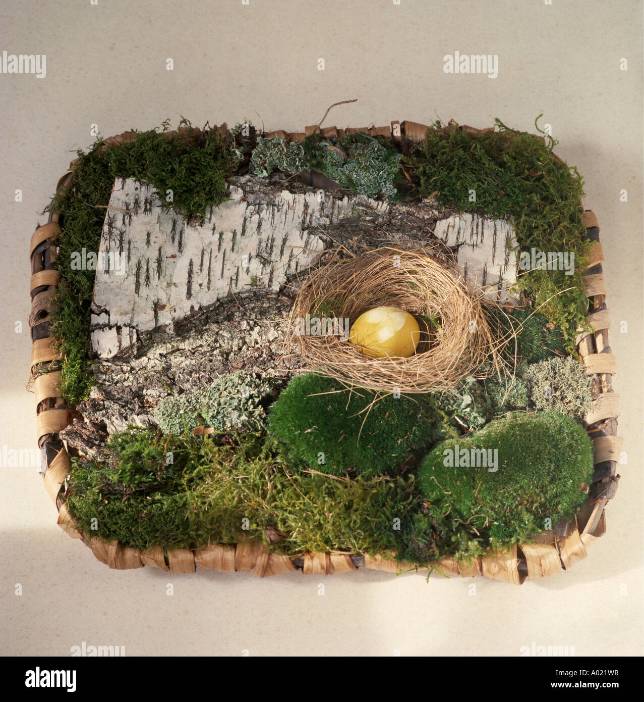 Still-Life of Easter display of moss and bark with egg in small nest in ...