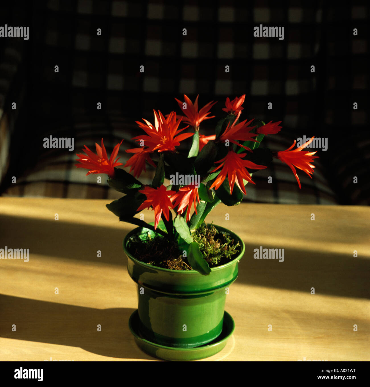 Rhipsalidopsis gaertneri hi-res stock photography and images - Alamy