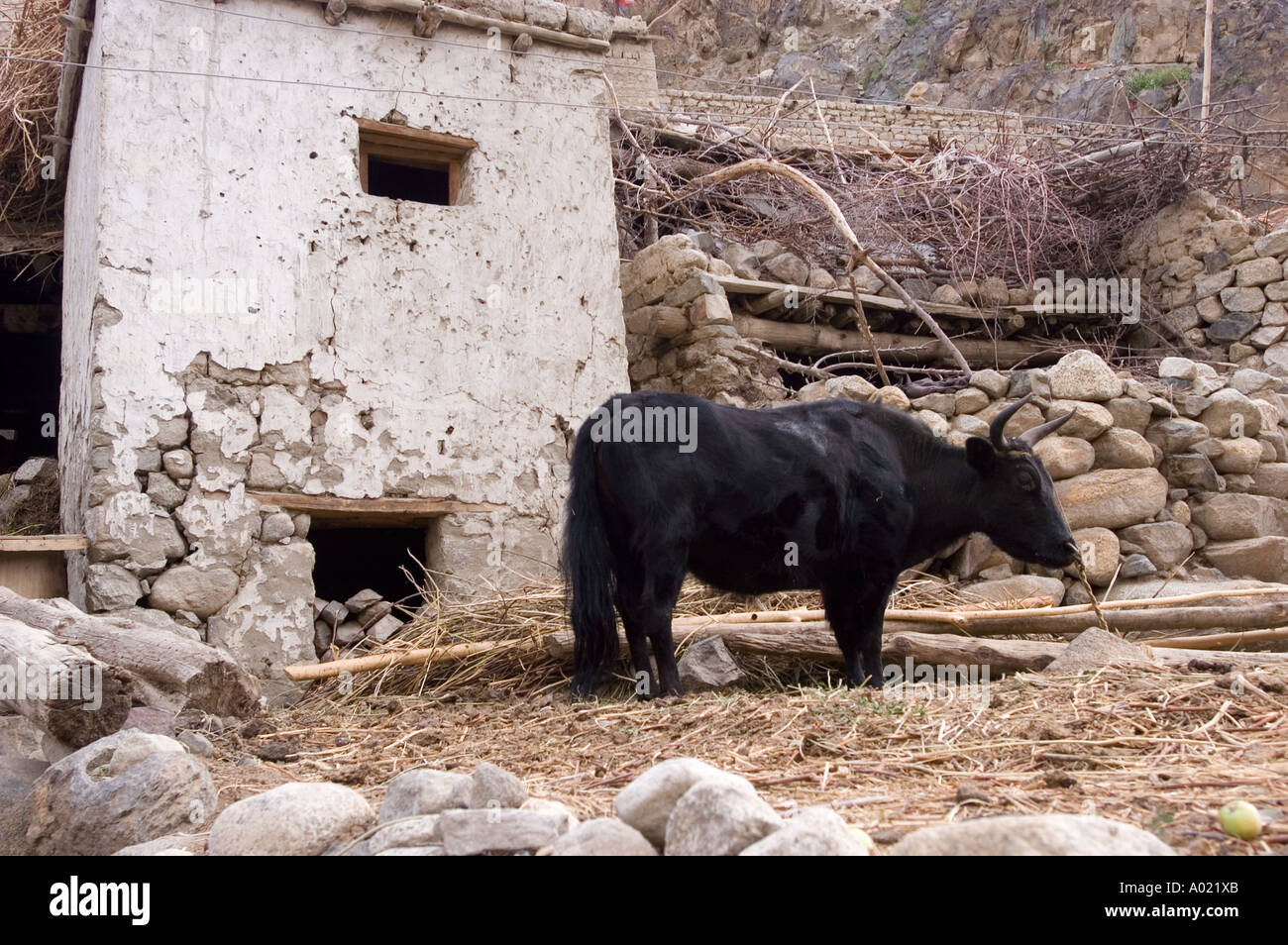 Domestic yak structure hi-res stock photography and images - Alamy
