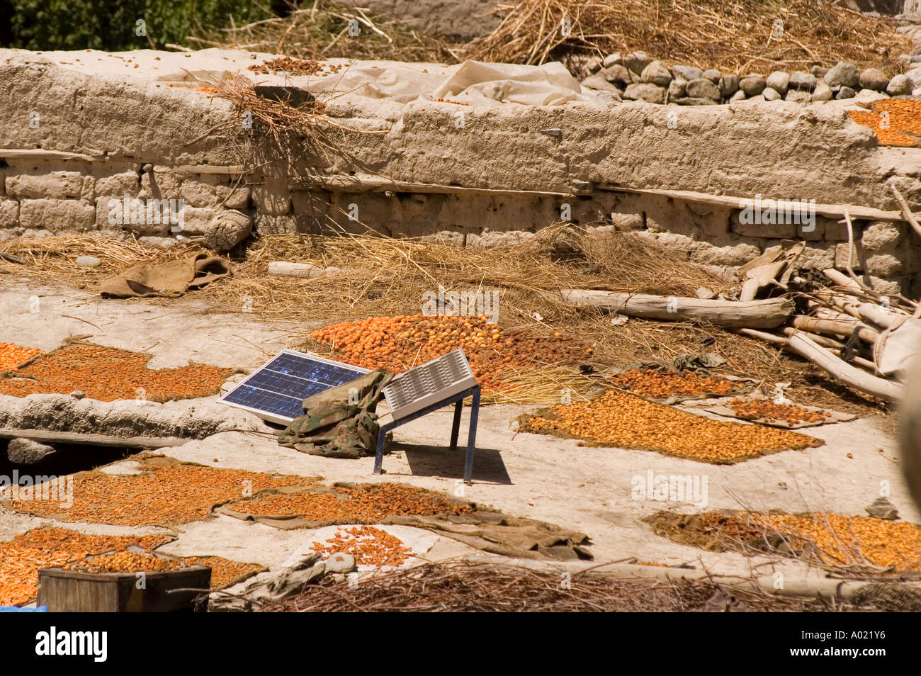 A traditional method of drying apricots on the house roof with modern ...