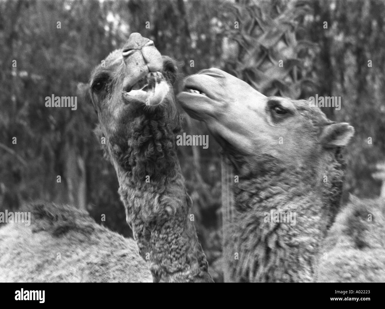 Kissing camels hi-res stock photography and images - Alamy